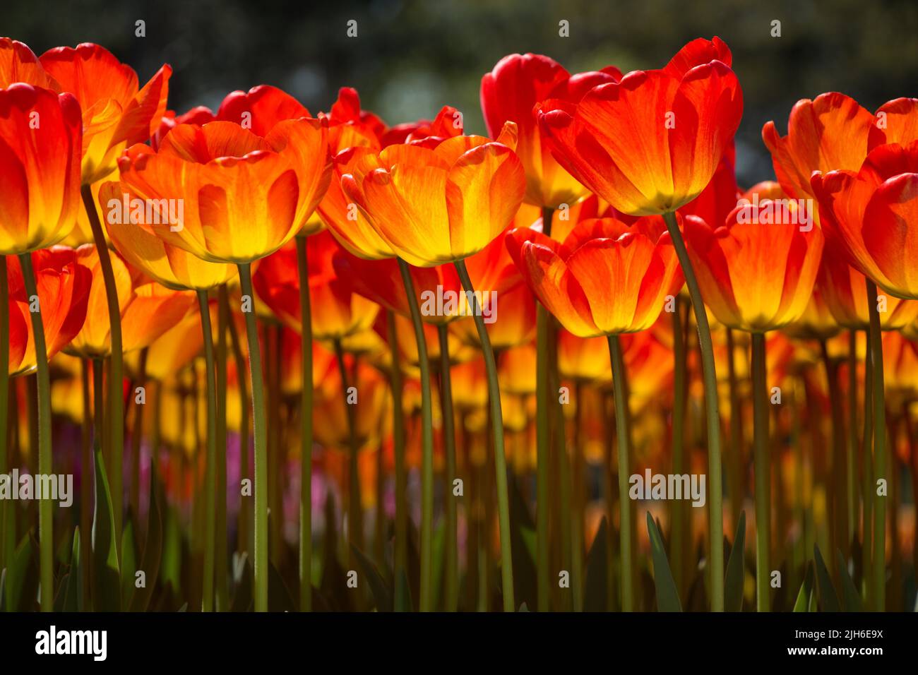 Tulip Flowers Blooming in Spring Season Stock Photo - Alamy