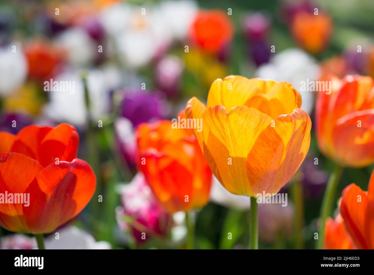Tulip Flowers Blooming in Spring Season Stock Photo - Alamy