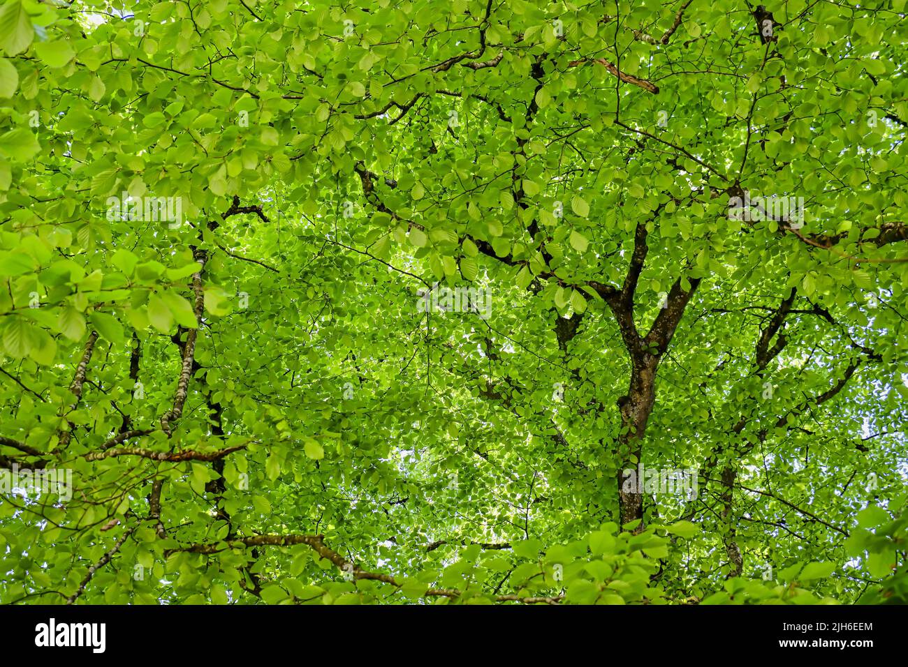 Young leaves of a beech (Fagus) in lush green. First fresh leaves in ...