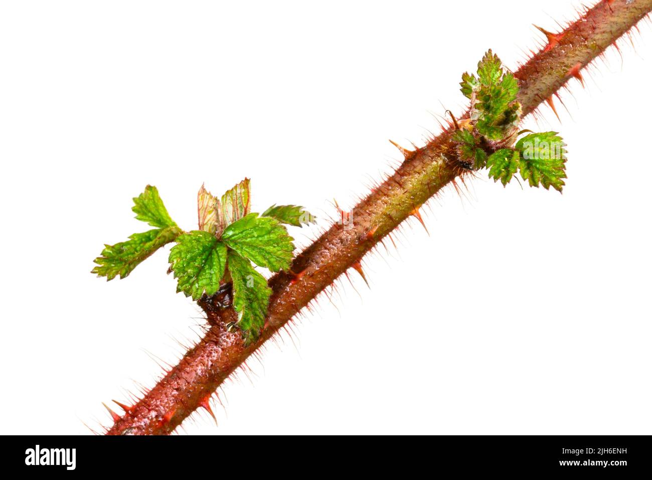 Purple flowering raspberry hi-res stock photography and images - Alamy