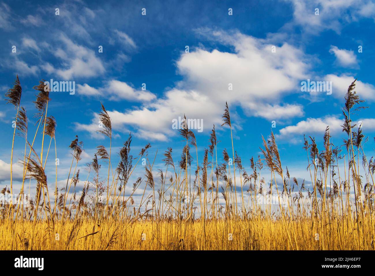 Clouds over the reeds on the southern shore of the Duemmer, inland lake ...