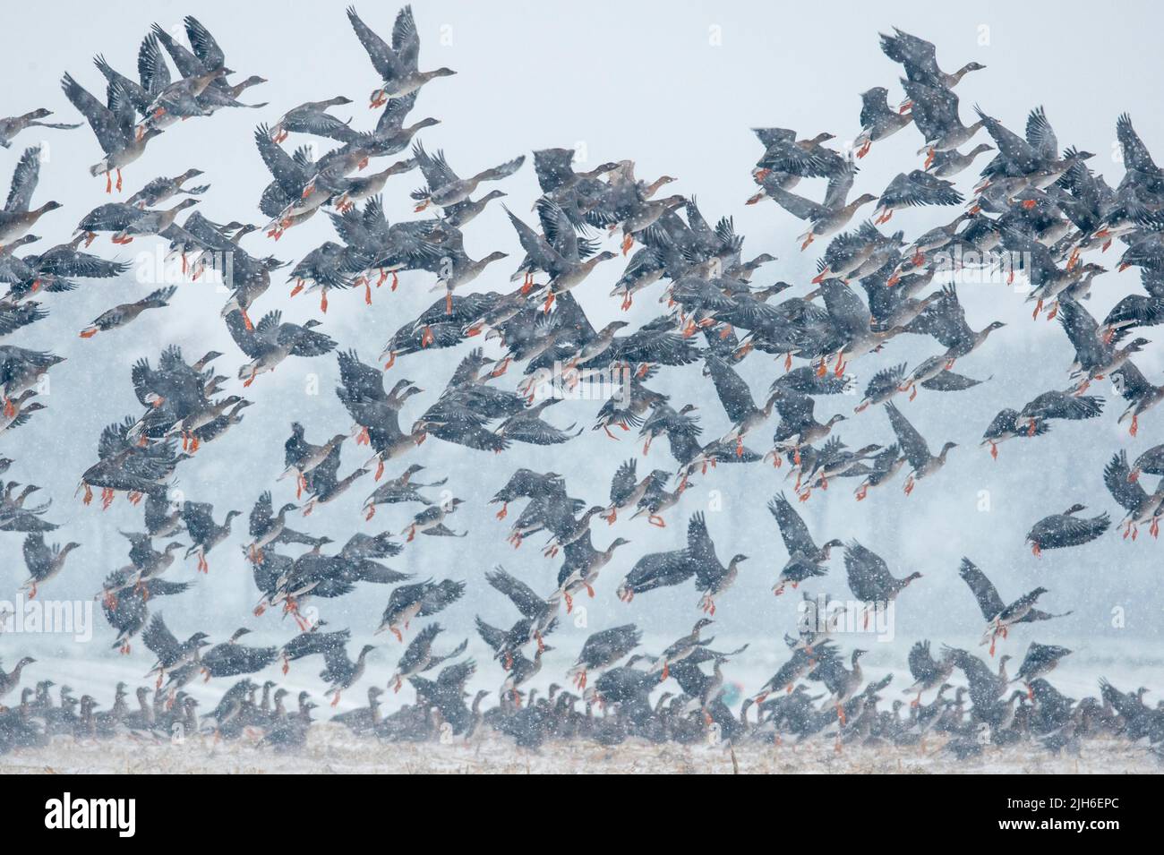 Flying wild geese, greater white-fronted goose (Anser albifrons), bean ...