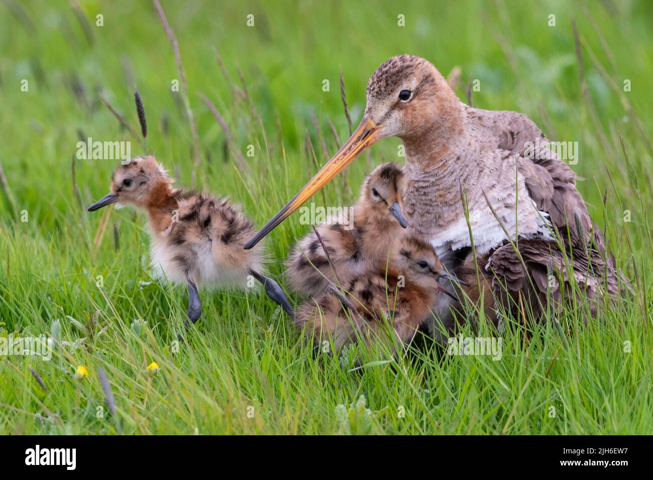Black-tailed Godwit (limosa limosa), with chicks, offspring, young ...