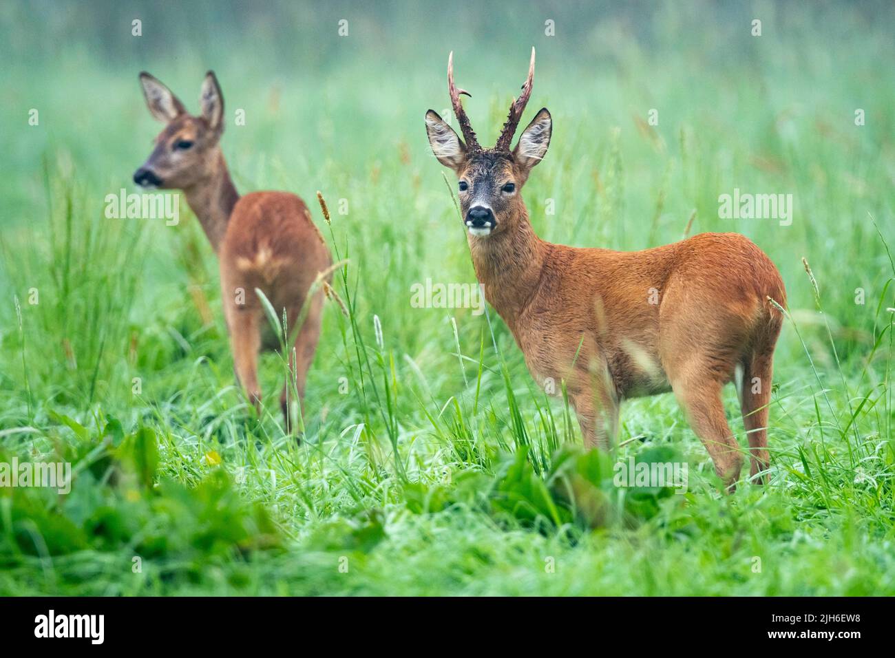 European roe deer (Capreolus capreolus), roebuck, rut, leaf season ...