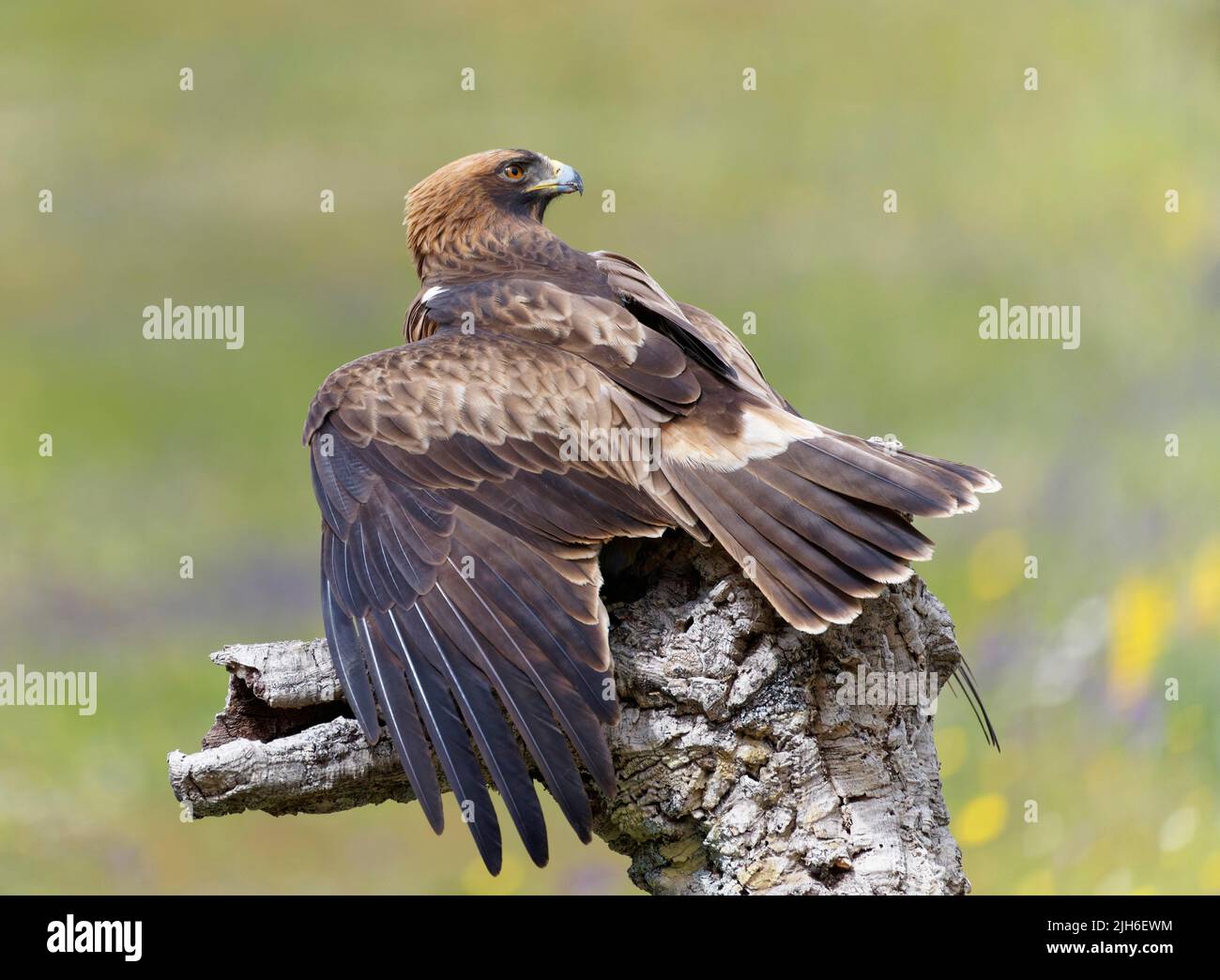 Booted eagle (Hieraaetus pennatus) defending its prey, Manteln ...
