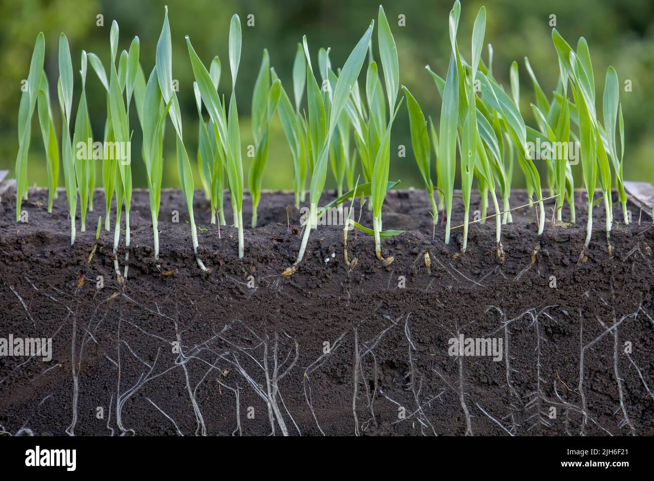 Sprouted shoots of barley and wheat in soil with roots. Blurred ...