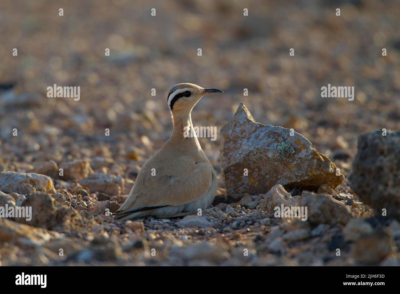Cream-coloured courser (Cursorius cursor) on the clutch, Fuerteventura ...