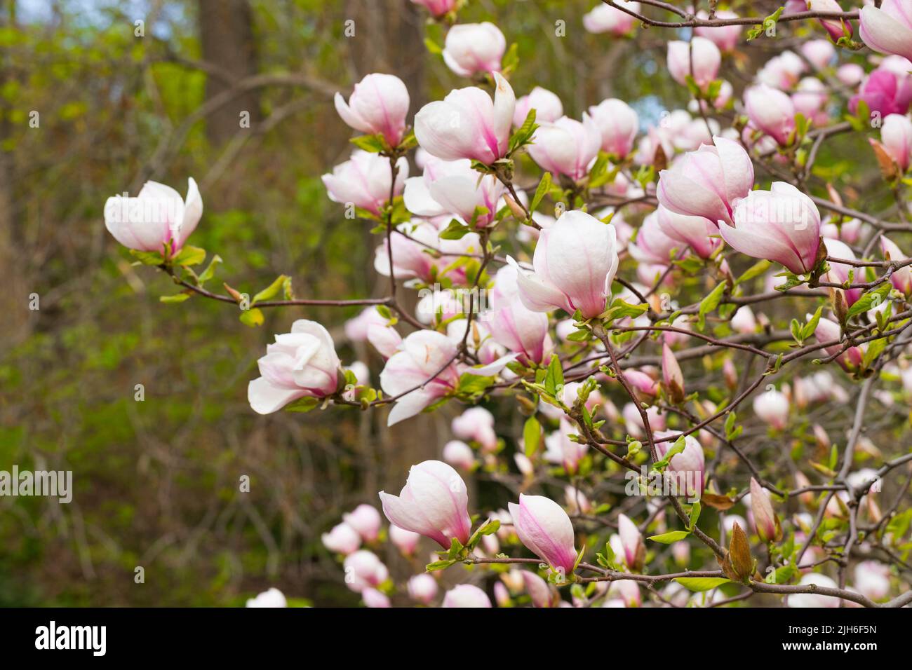 Maly plant hi-res stock photography and images - Alamy