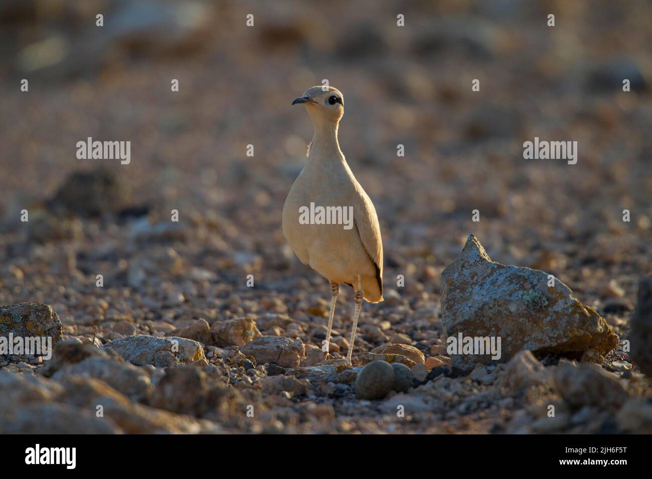 Cream-coloured courser (Cursorius cursor) at the clutch, Fuerteventura ...