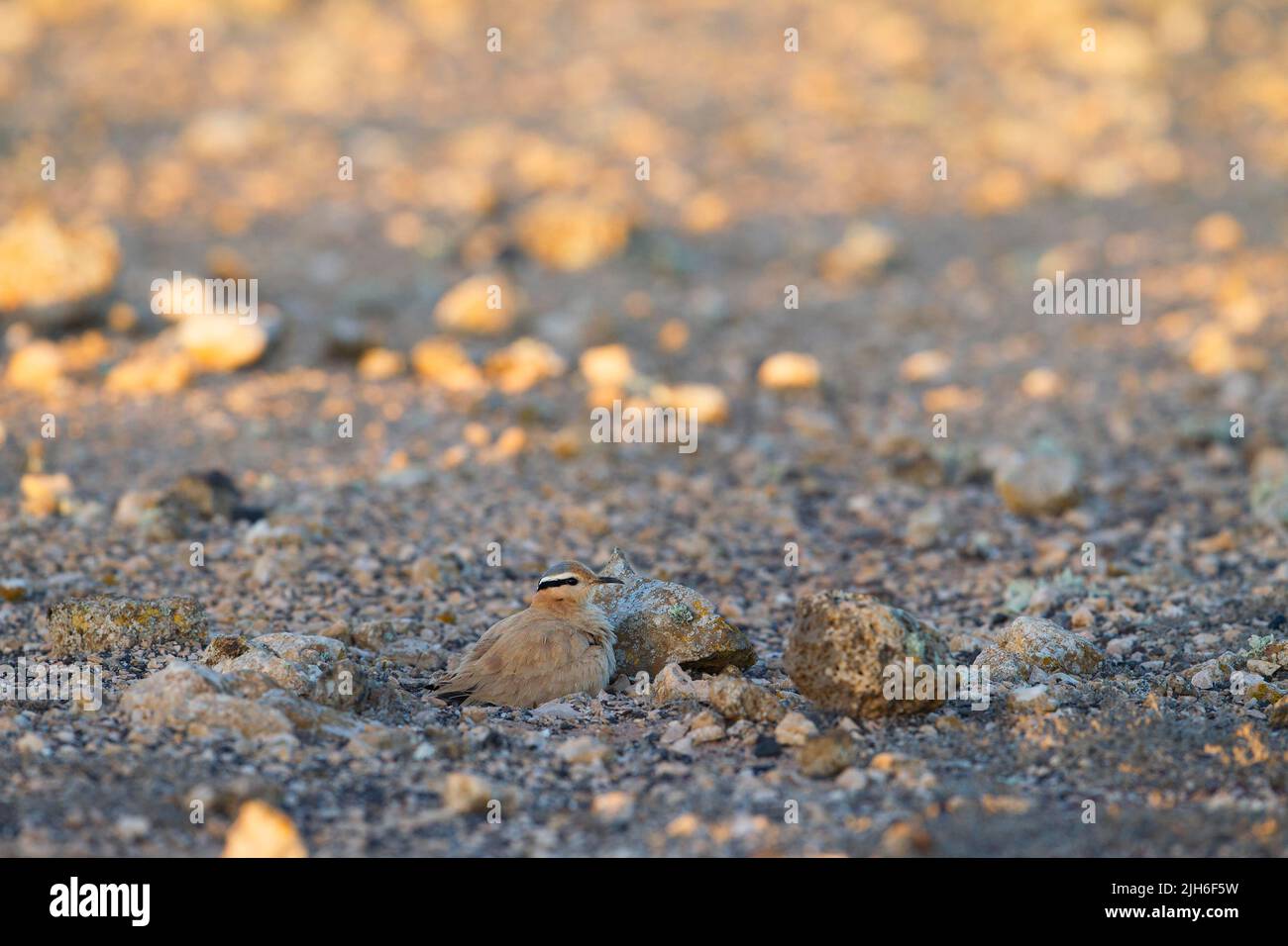 Cream-coloured courser (Cursorius cursor) on the clutch, Fuerteventura ...