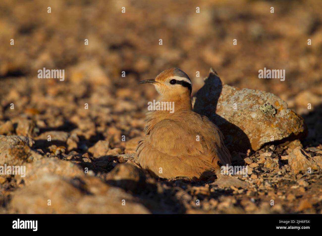 Cream-coloured courser (Cursorius cursor) on the clutch, Fuerteventura ...