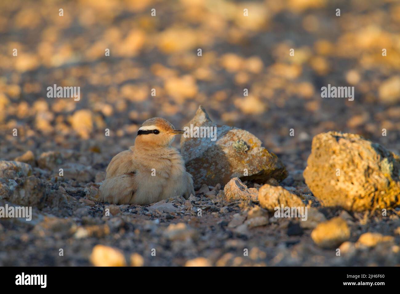 Cream-coloured courser (Cursorius cursor) on the clutch, Fuerteventura ...