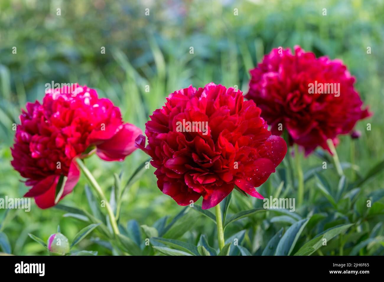 Red Peony albiflora x Paeonia officinalis Command Performance in the ...