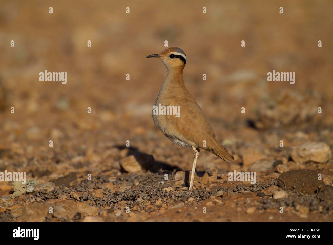 Cream-coloured courser (Cursorius cursor), Fuerteventura, Spain Stock ...