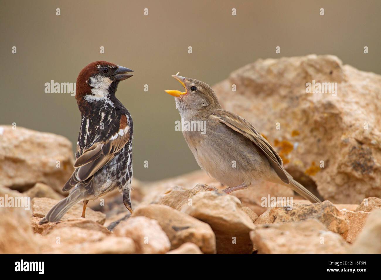 Spanish sparrow (Passer hispaniolensis), male feeding young bird ...