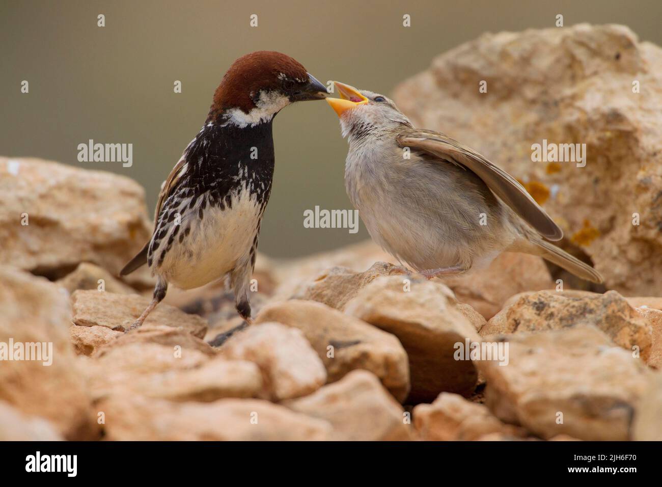 Spanish sparrow (Passer hispaniolensis), male feeding young bird ...