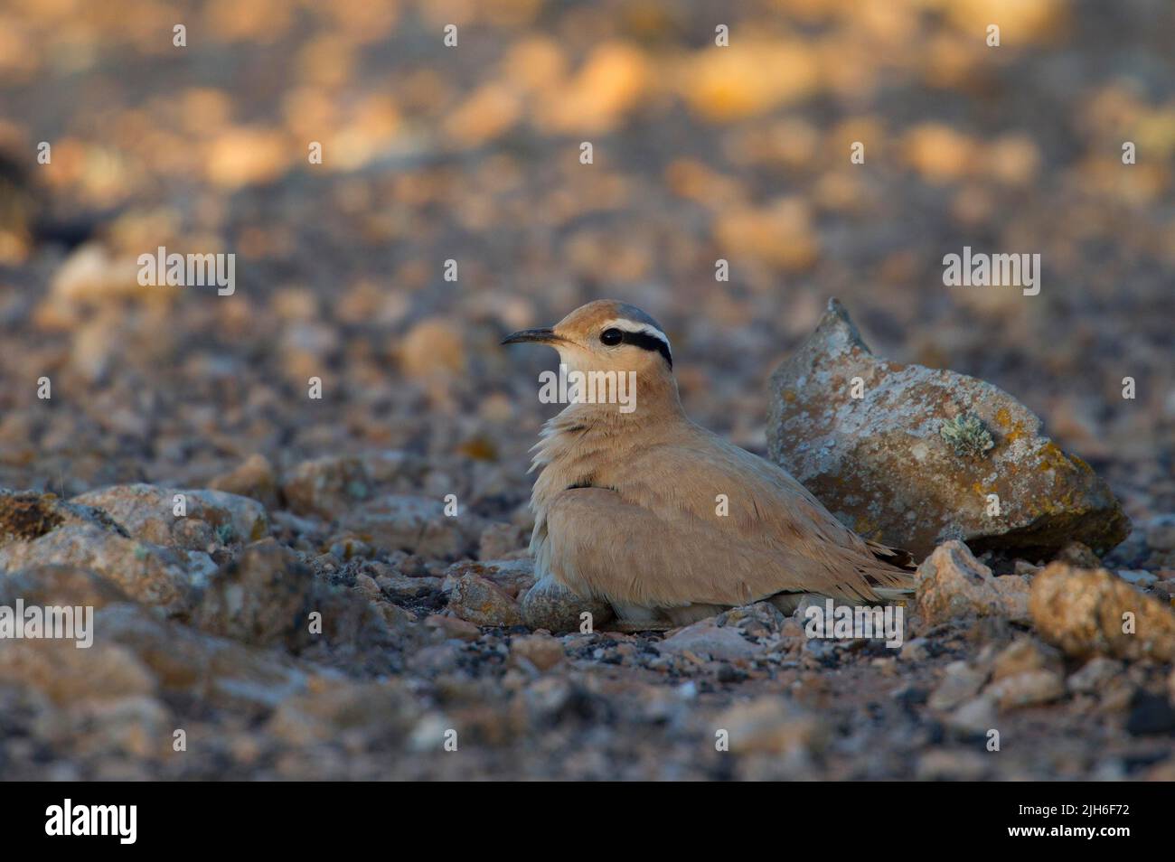 Cream-coloured courser (Cursorius cursor) on the clutch, Fuerteventura ...