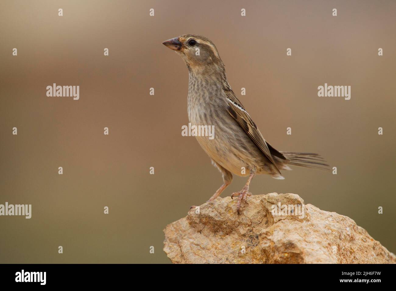 Spanish sparrow (Passer hispaniolensis), female, Fuerteventura, Spain ...