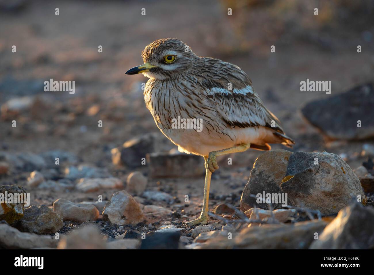 Triel (Burhinus oedicnemus insularum), Fuerteventura, Spanien Stock ...