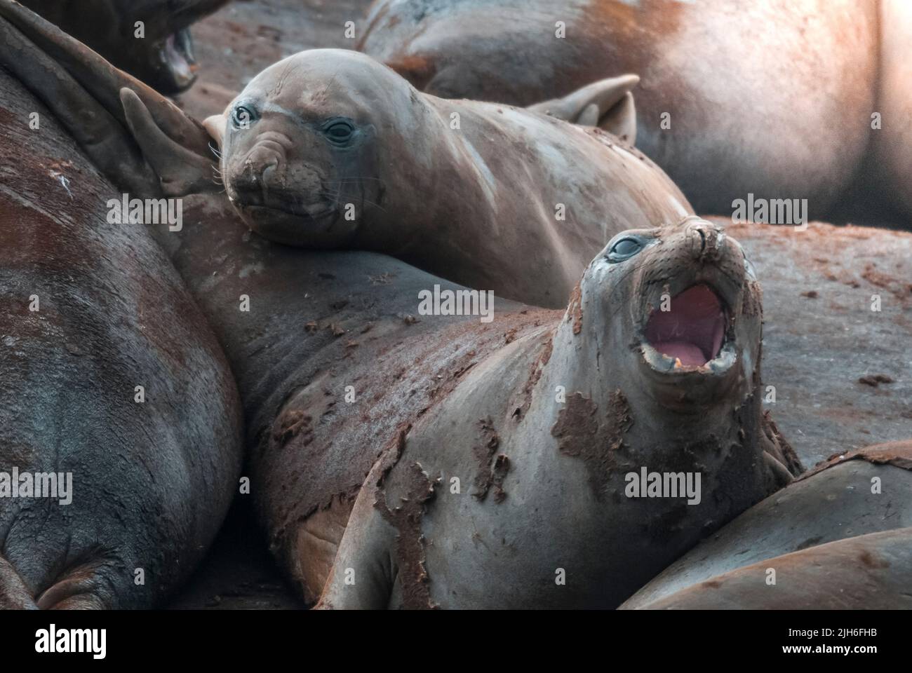 South Atlantic Elephant Seal, in antarctic environment , Hannah Point ...