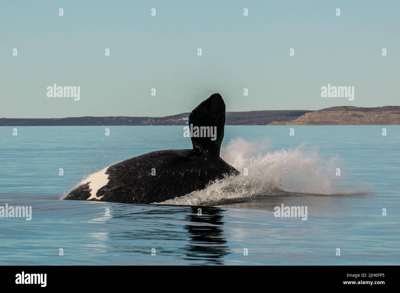 Southern right whale jumping, Peninsula Valdes, Unesco World Heritage ...