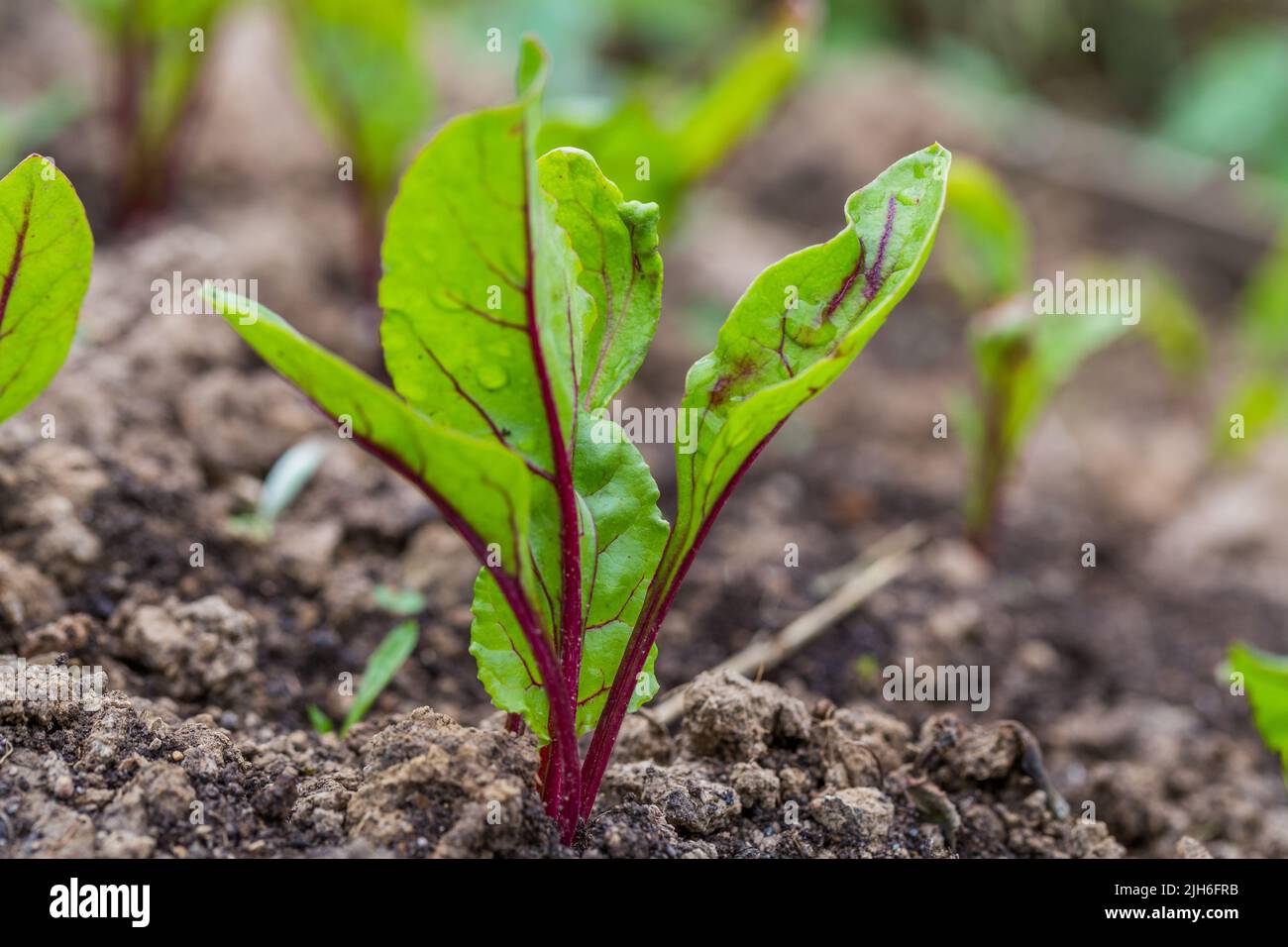 Young, sprouted beet growing in open ground flat bed into the garden ...