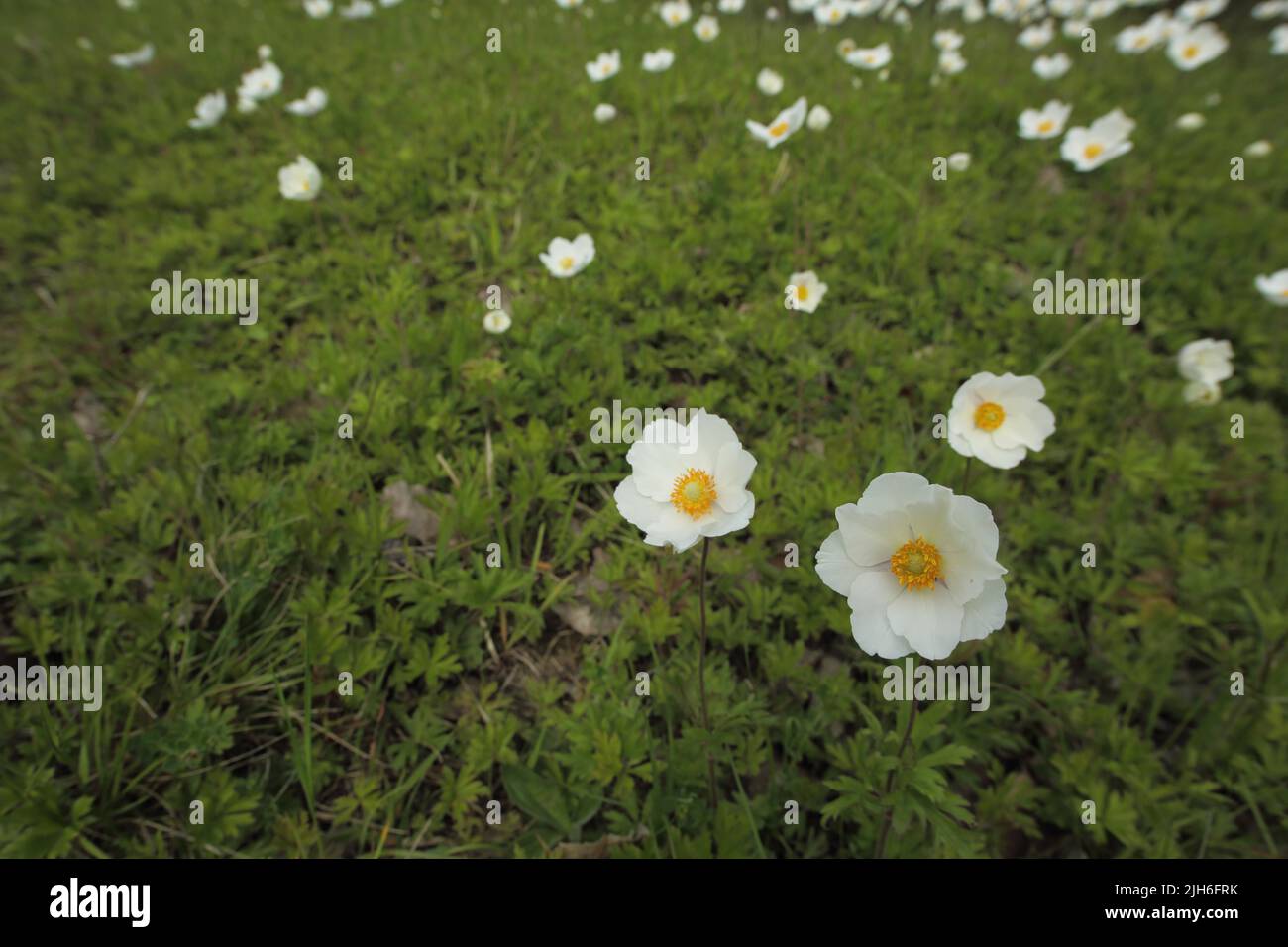 Group with snowdrop anemone (Anemone sylvestris) in Liliental ...