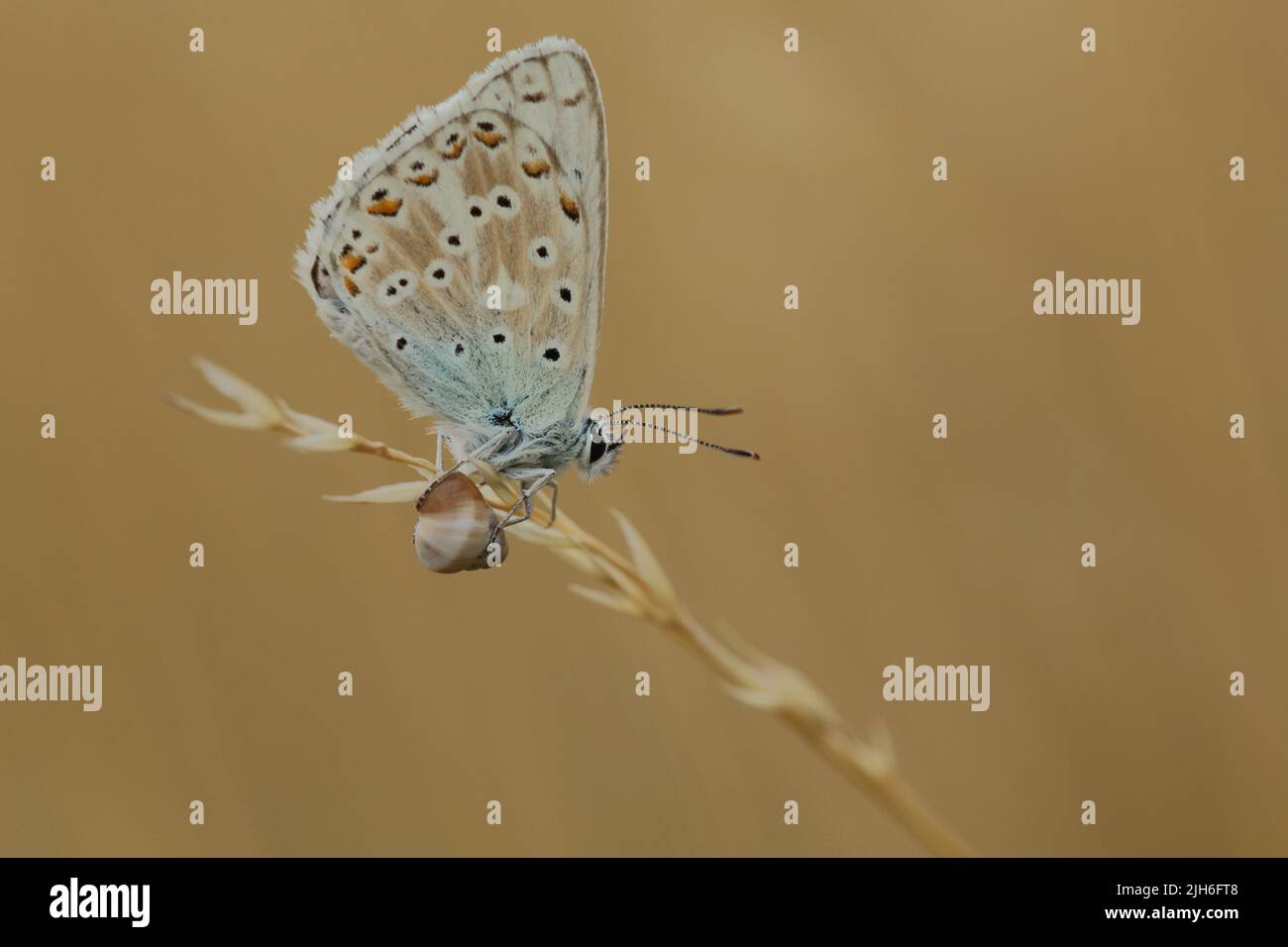 'Snail butterfly' Sky Blue (Polyommatus bellargus) with small snail ...