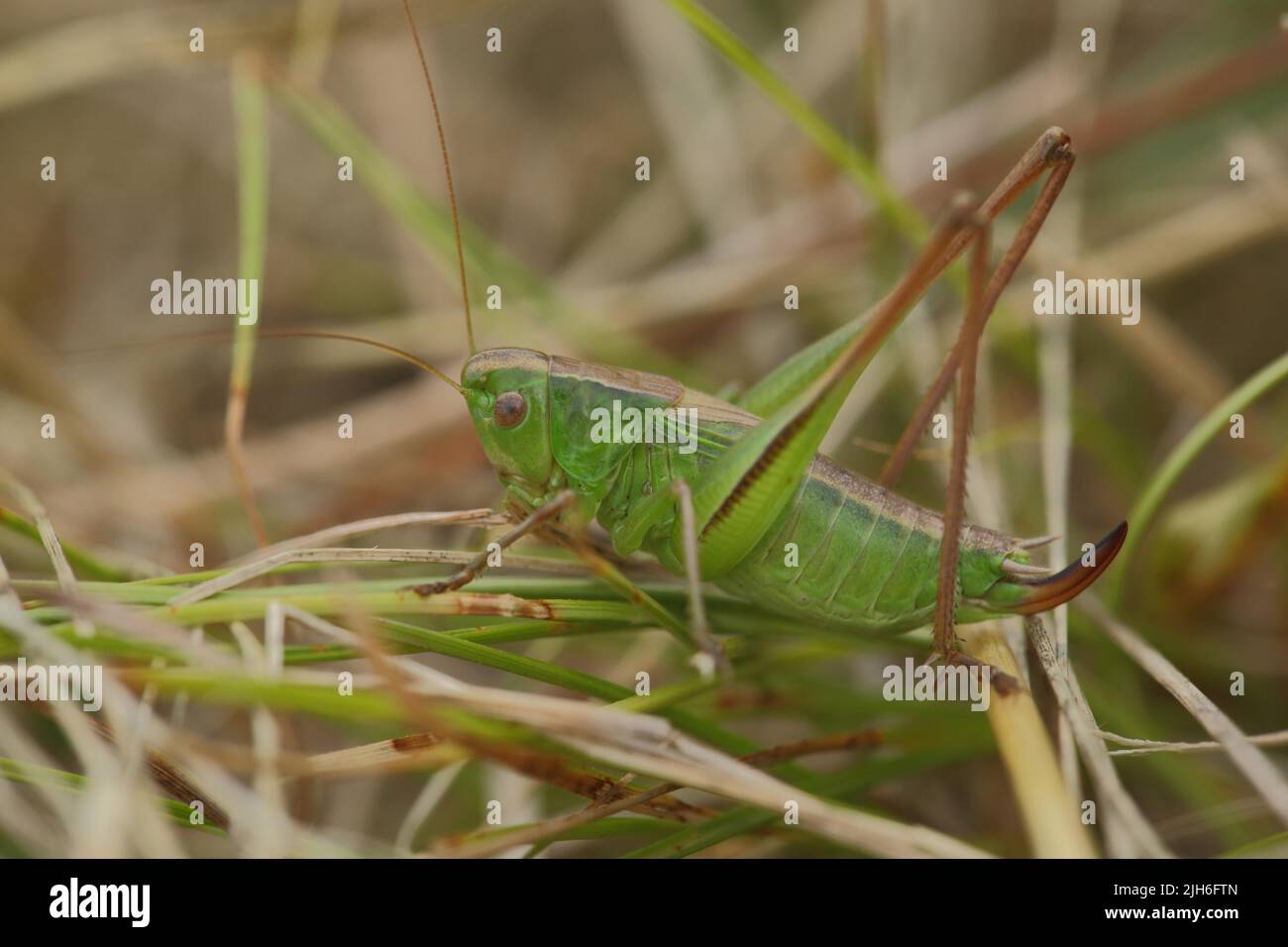 Two-coloured bite-cricket (Platycleis bicolor) in grass, Badberg ...