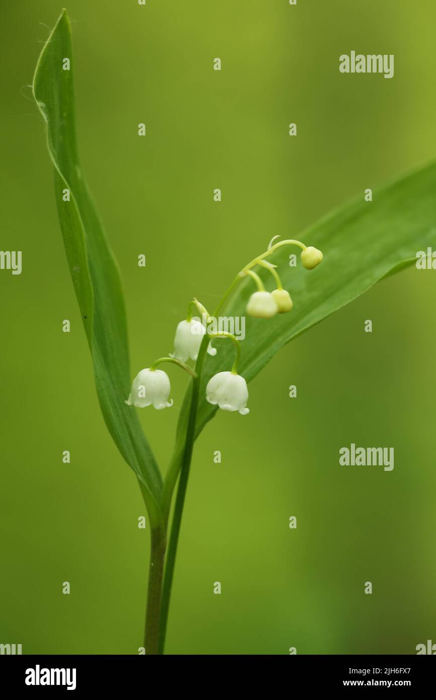 Lily of the valley (Convallaria majalis) in Liliental, Kaiserstuhl ...
