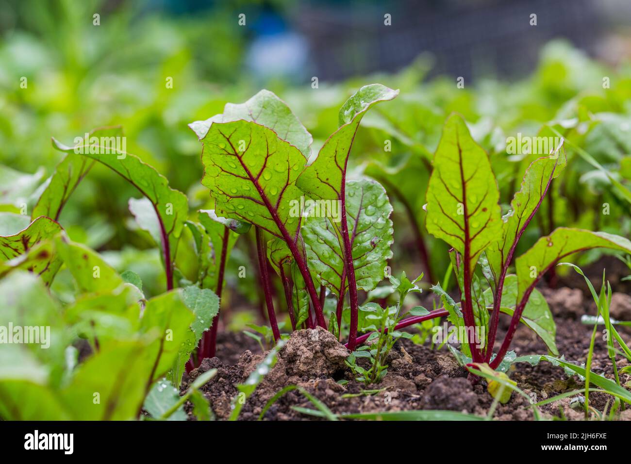Young, sprouted beet growing in open ground flat bed into the garden ...