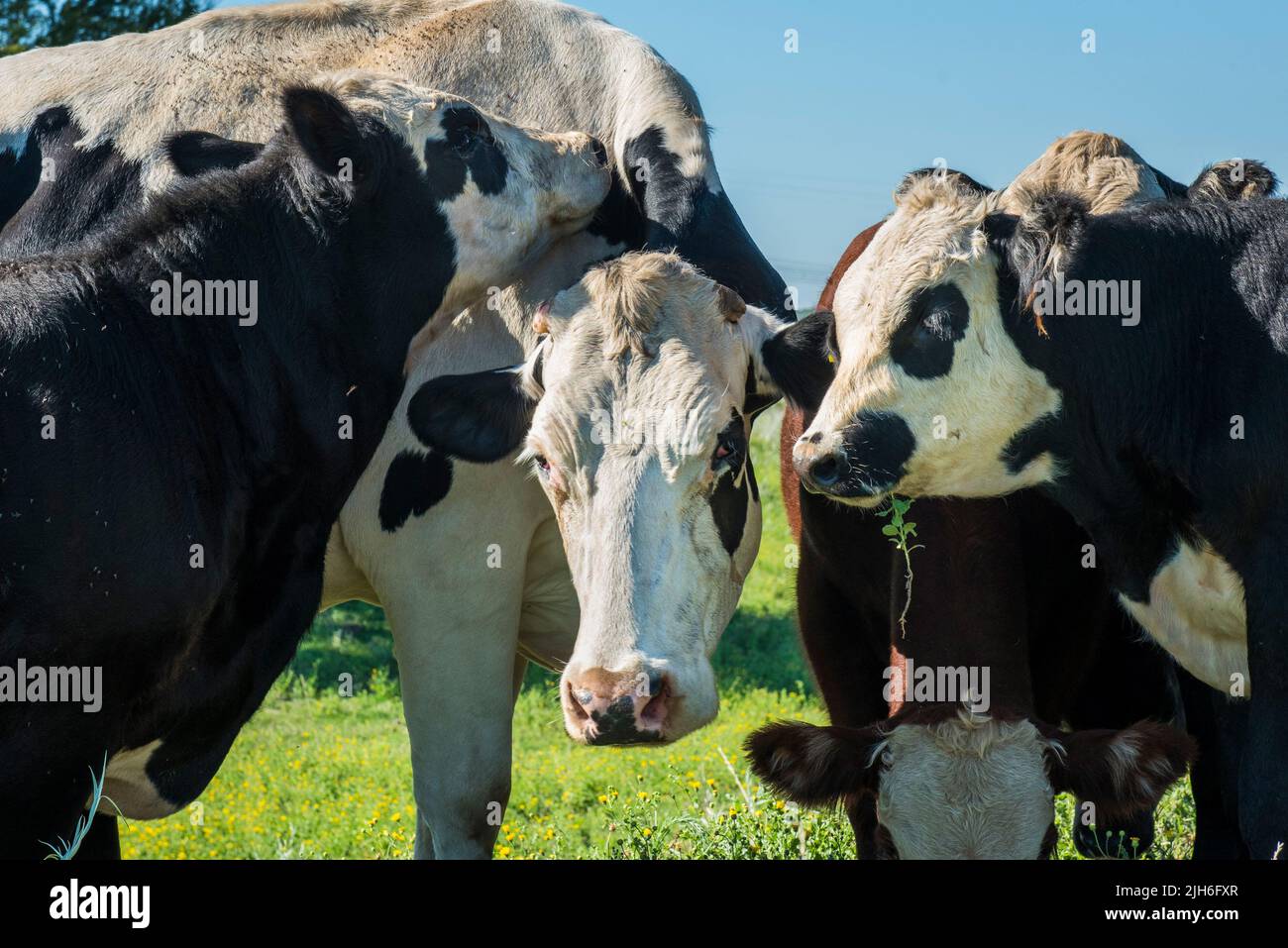 Cattle herd in Pampas Countryside, Animals raised on natural pastures ...