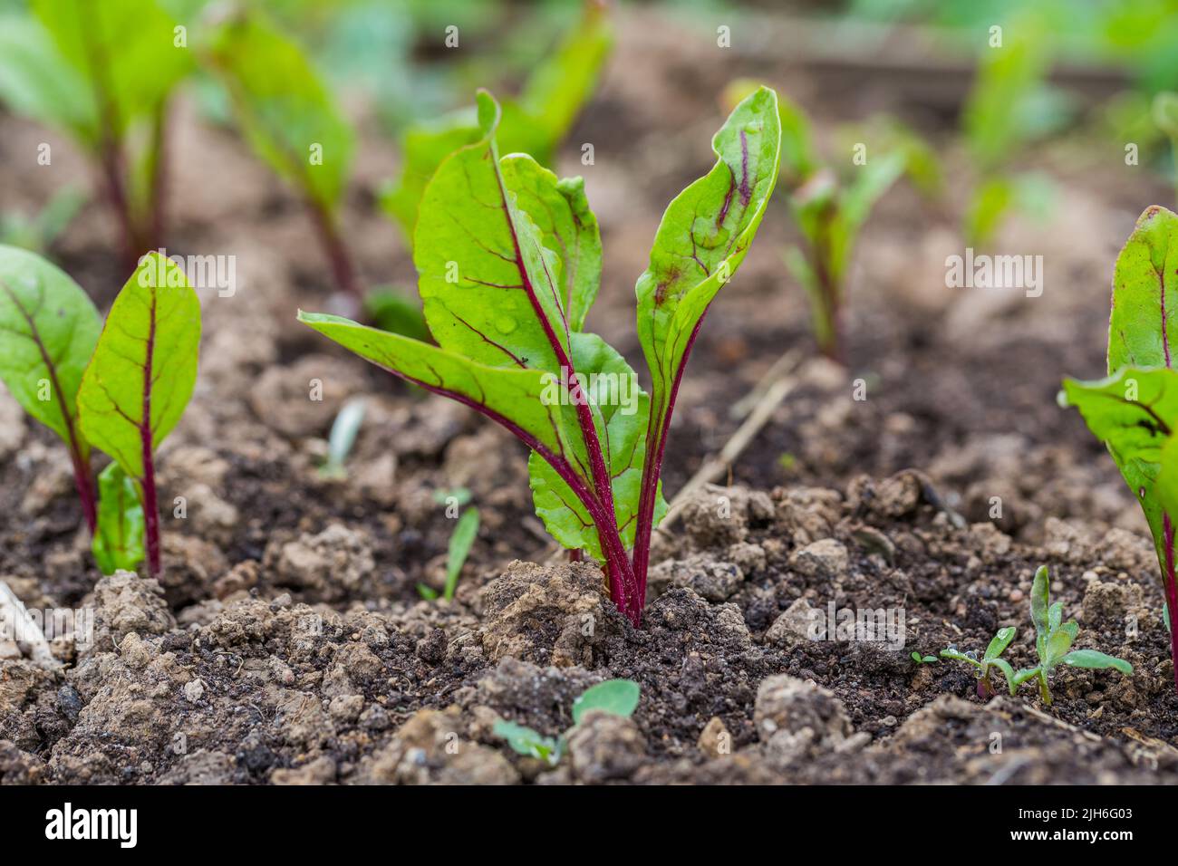 Young, sprouted beet growing in open ground flat bed into the garden ...