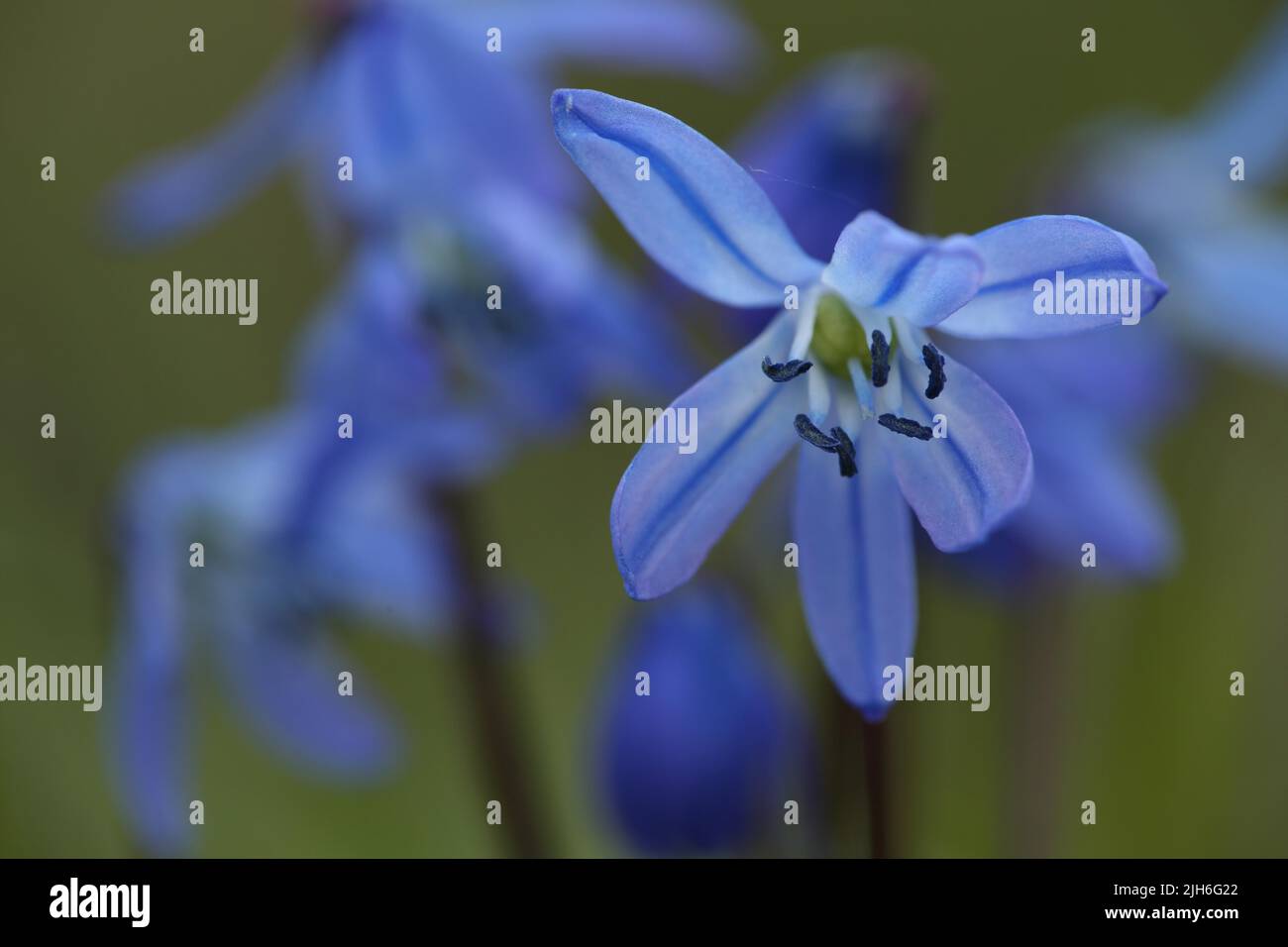 Flower with pistil of the alpine squill (Scilla bifolia) in Karlsruhe ...