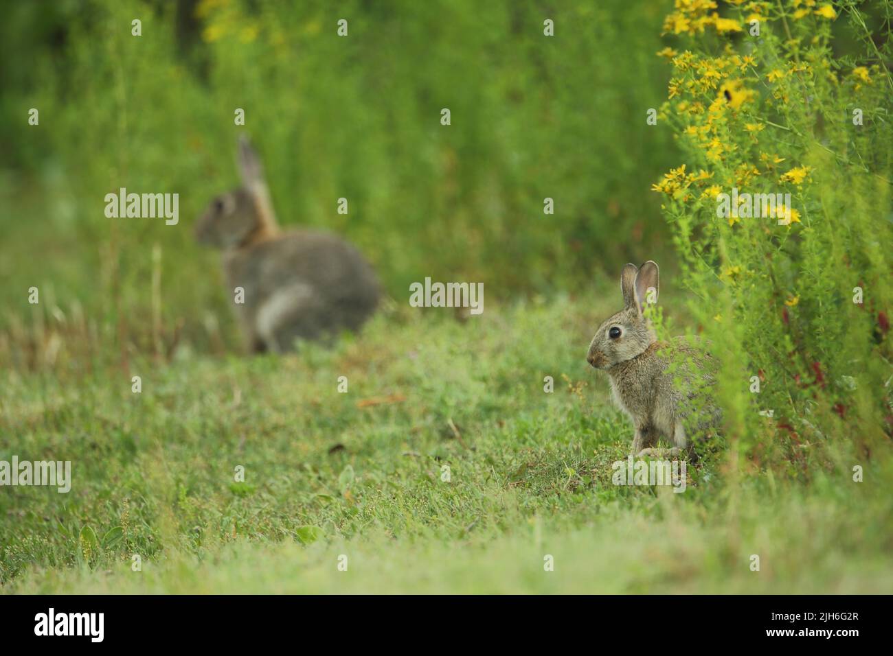 European rabbit (Oryctolagus cuniculus) in Neureut, Karlsruhe, Baden ...