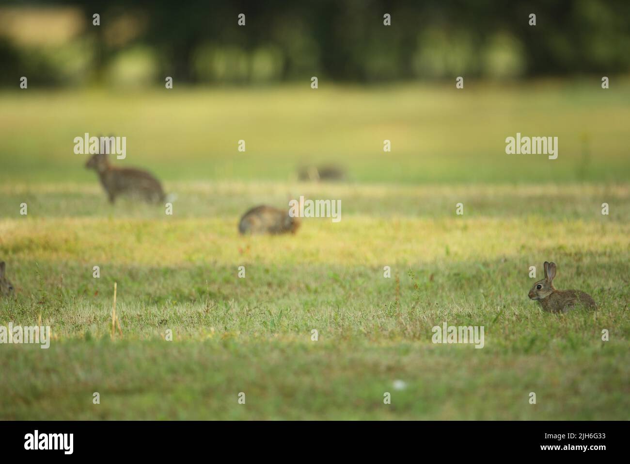 Grass meadow with several european rabbit (Oryctolagus cuniculus) in ...