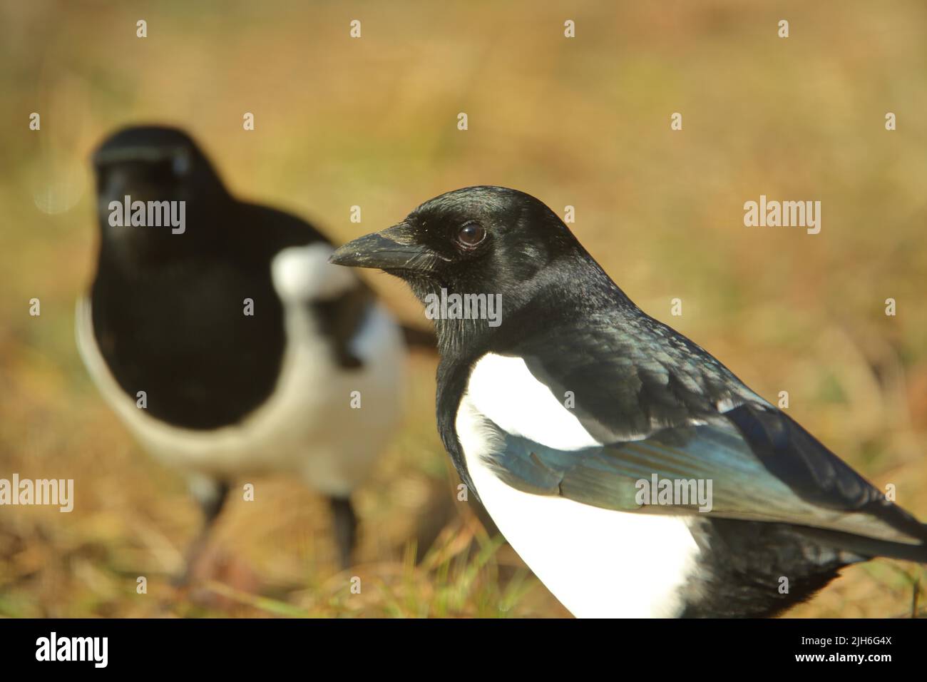 Portrait of european magpie (Pica pica) with depth of field in Giengen ...