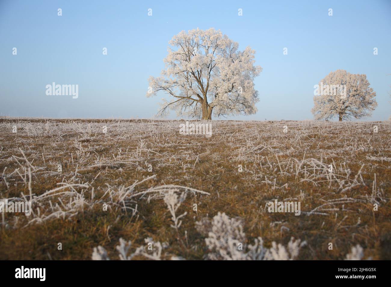 Linden trees with hoarfrost hi-res stock photography and images - Alamy