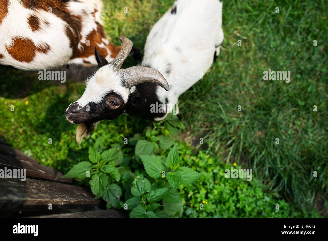 Close-up portrait of a surprised funny black and white goat. Petting ...