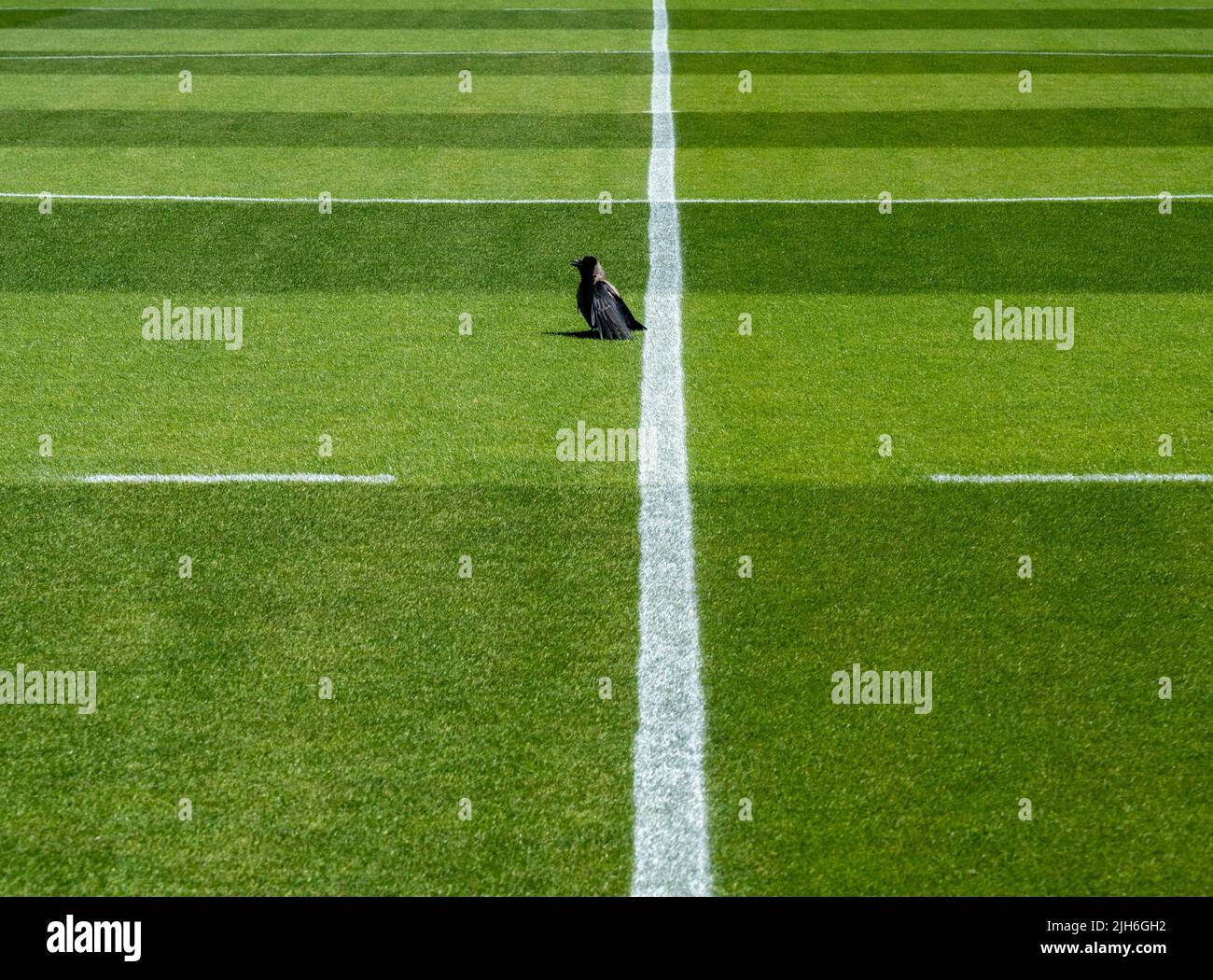 Crow sitting on the artificial turf of a football field, Berlin ...