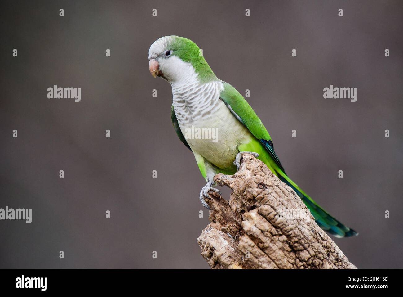 Monk parakeet, Myiopsitta monachus, in Pampas forest environment, La ...