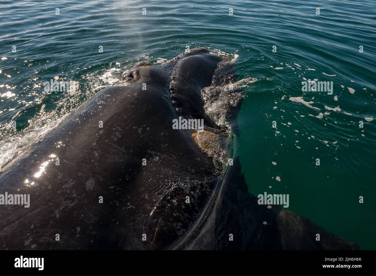 Southern Right whale (Eubalaena Australis) , Peninsula Valdes, Unesco ...