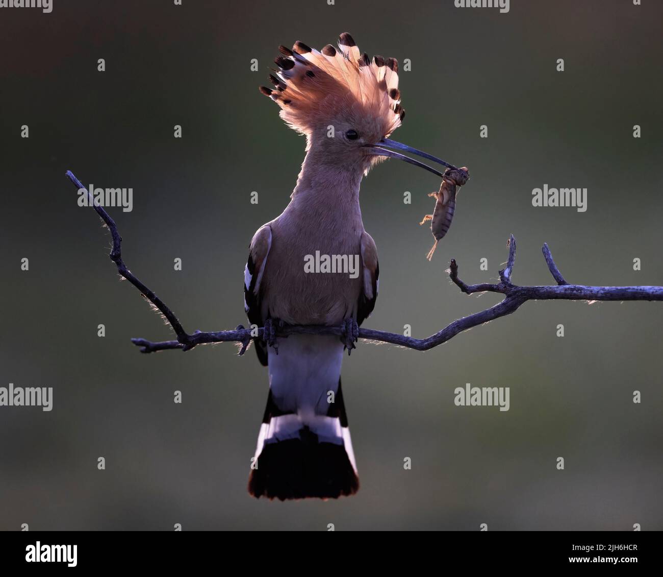 Cricket behavior hi-res stock photography and images - Alamy