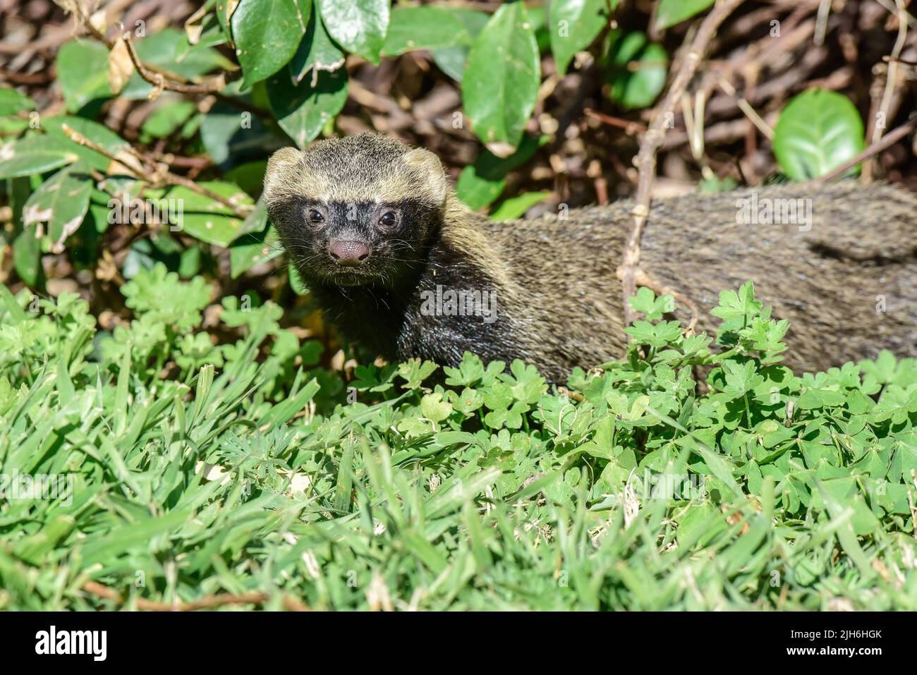 Little grison galictis cuja hi-res stock photography and images - Alamy