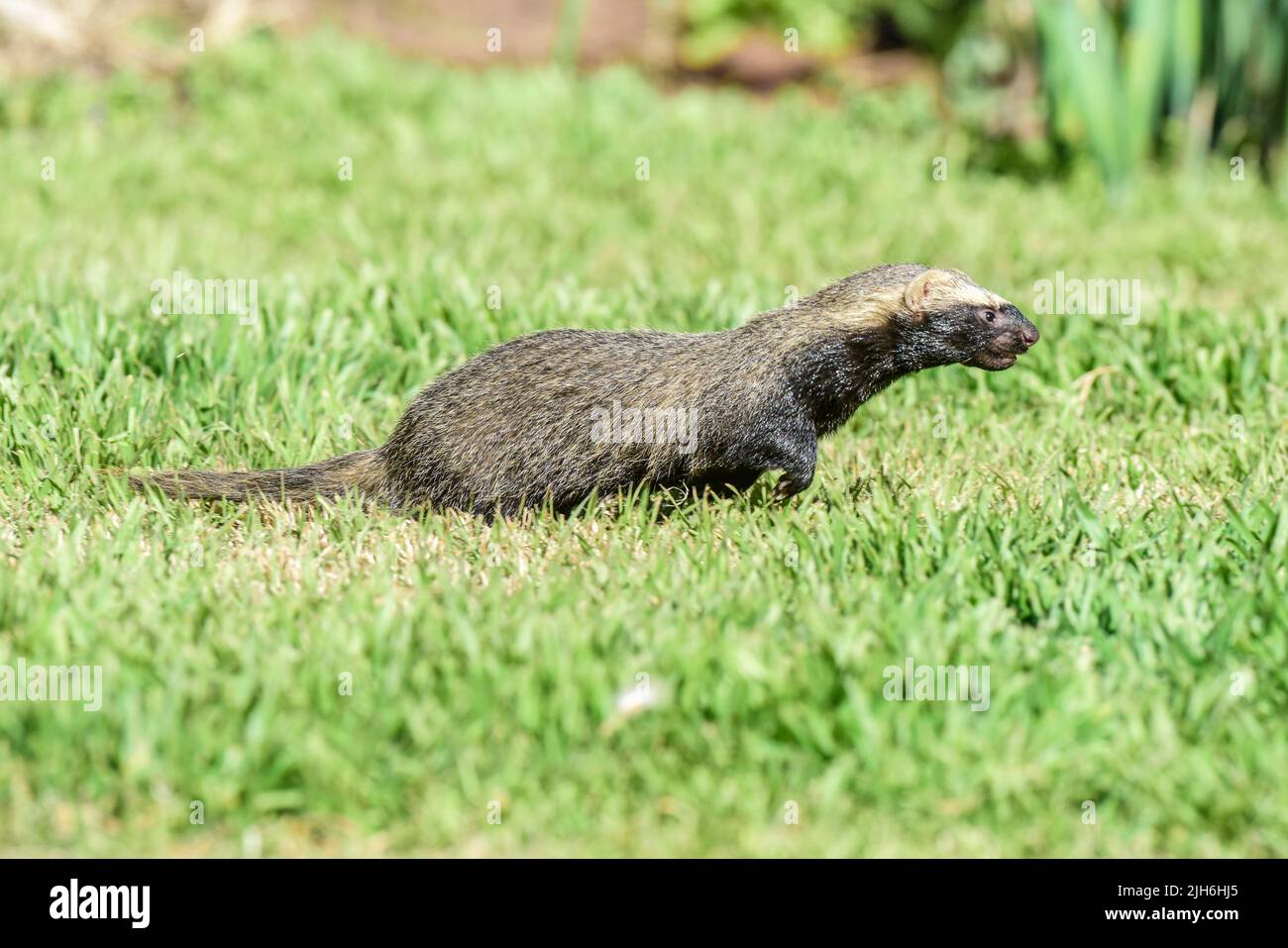 Little grison, in Pampas grassland environment, La Pampa Province ...
