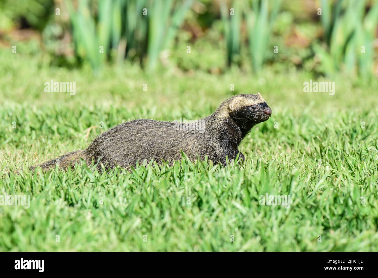 Little grison, in Pampas grassland environment, La Pampa Province ...