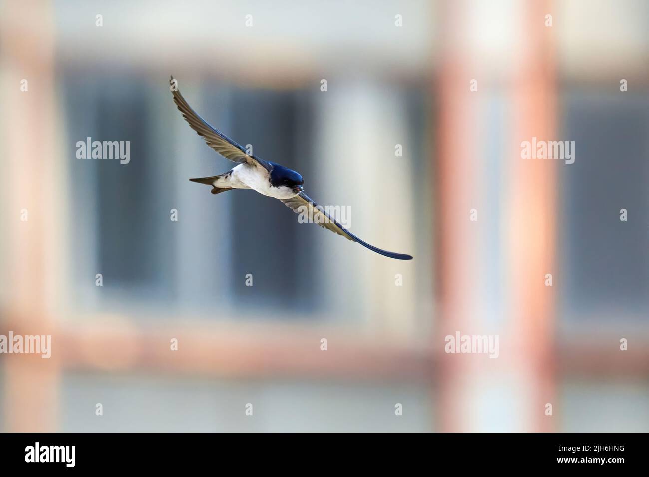 Common house martin bird in flight in the city (Delichon urbicum Stock ...