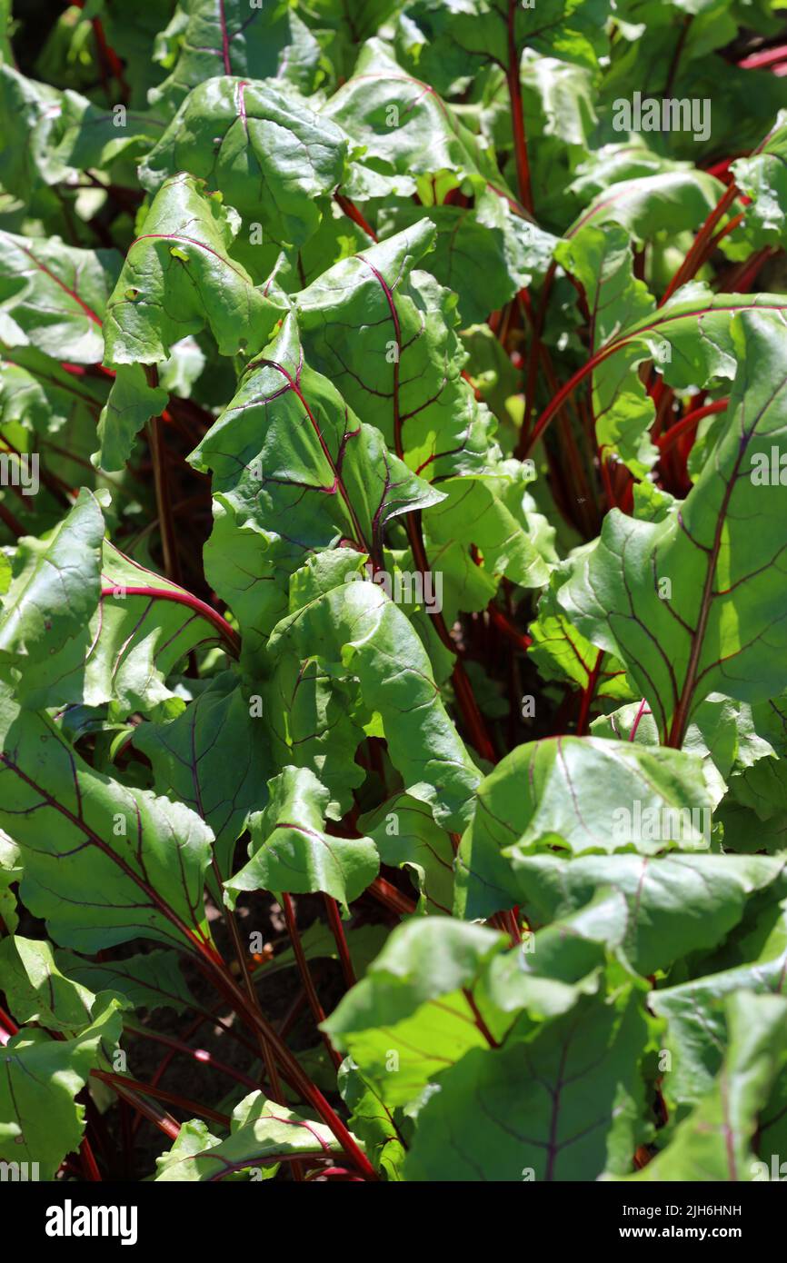the leaves of Beetroot plants (Beta vulgaris) in a UK garden Stock ...