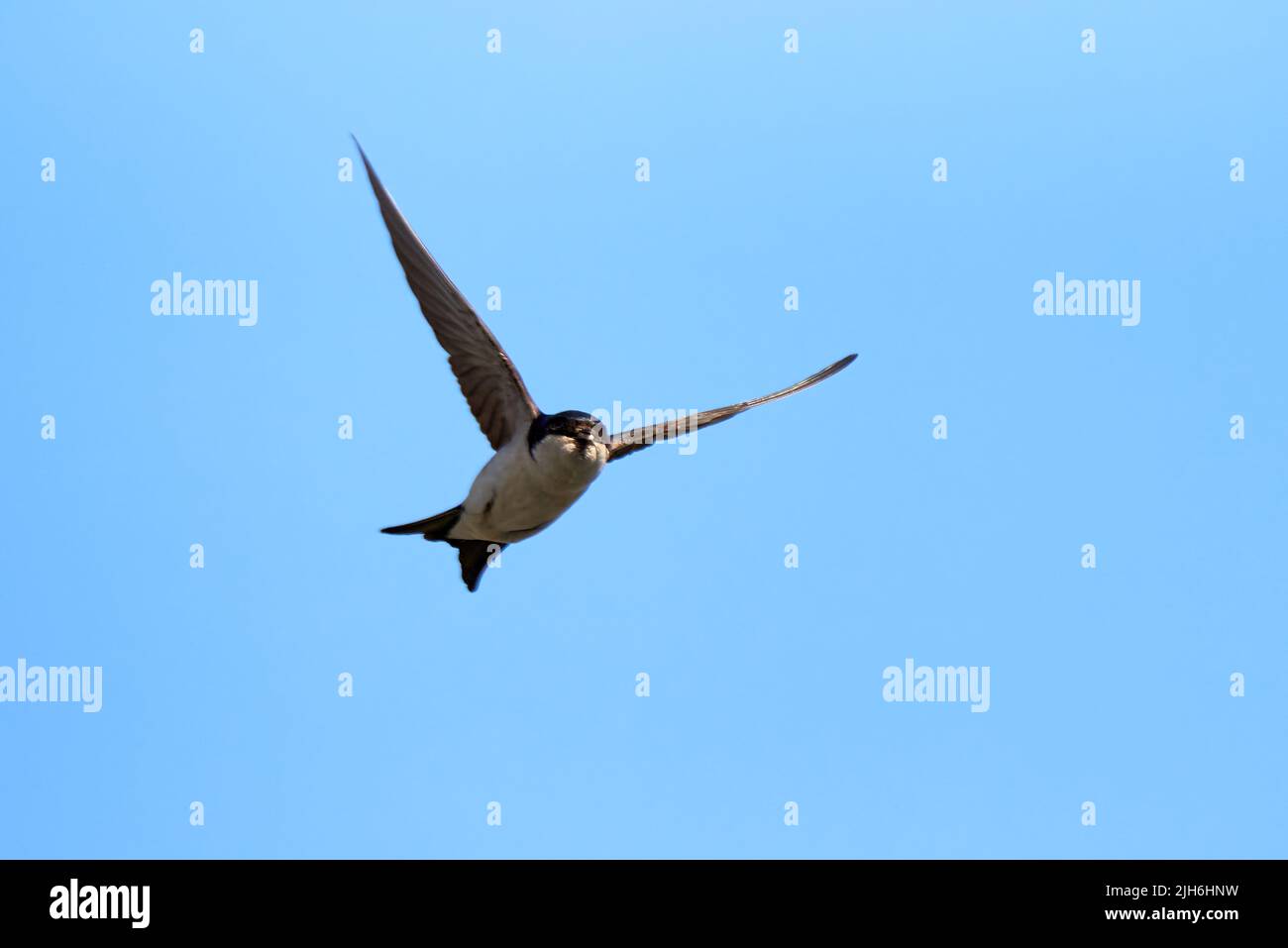 Common house martin bird in flight with insect in his beak (Delichon ...