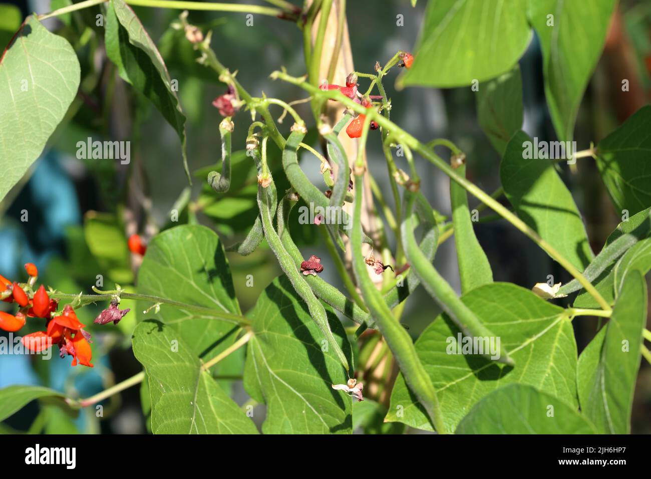 Runner bean (Phaseolus coccineus) plants growing like vines up bamboo ...